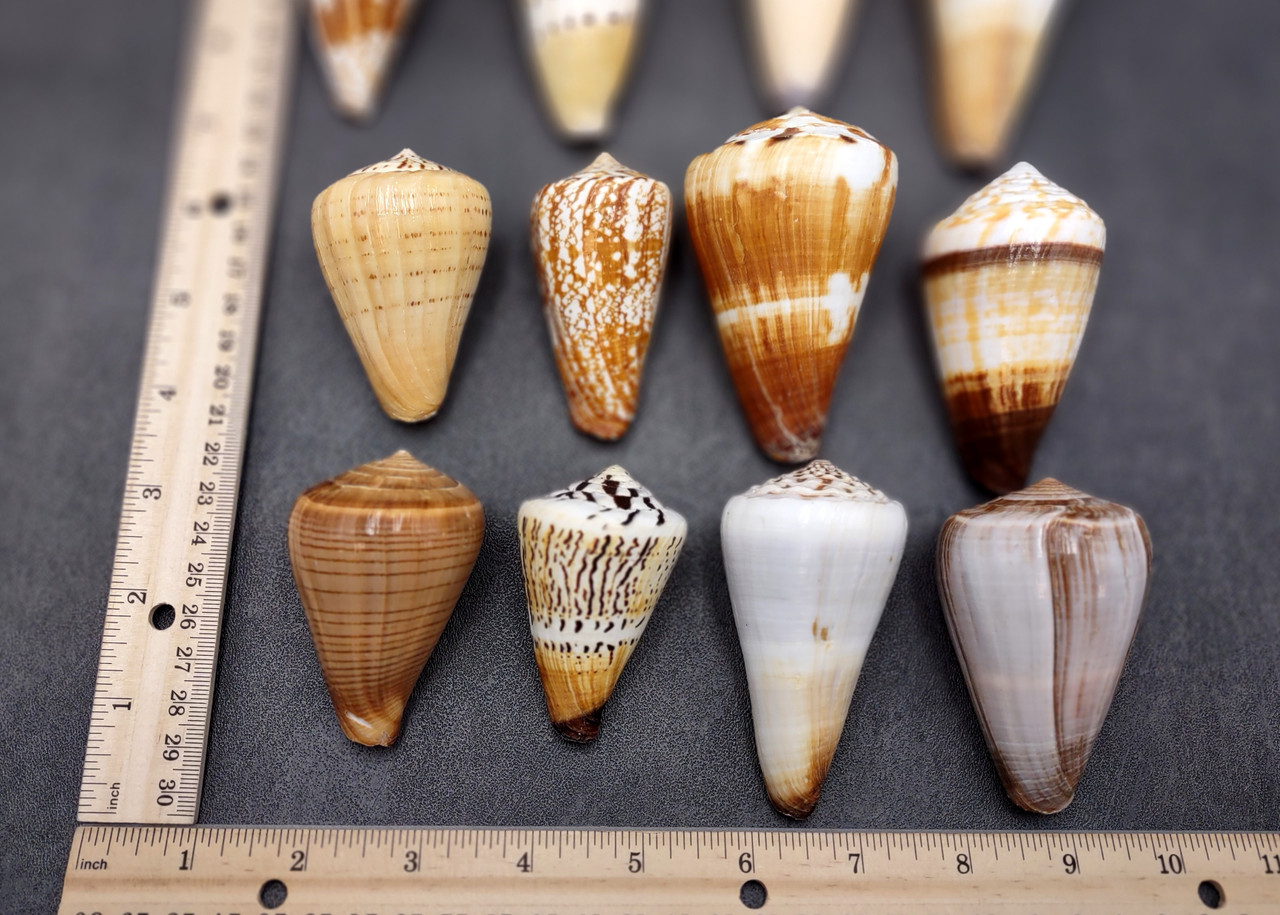 Large Cone Seashell Assortment Mix (3 shells approx. 2.5+ inches ...