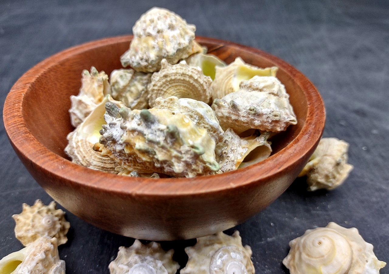 Wheel Like Star Seashells Yellow Green Astraea Calcar (15 shells approx ...