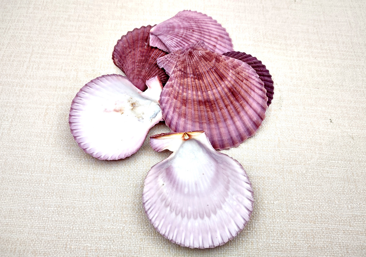 Purple Noble Pecten Halves Pecten Nobulis (6 shells approx. 2+ inches ...