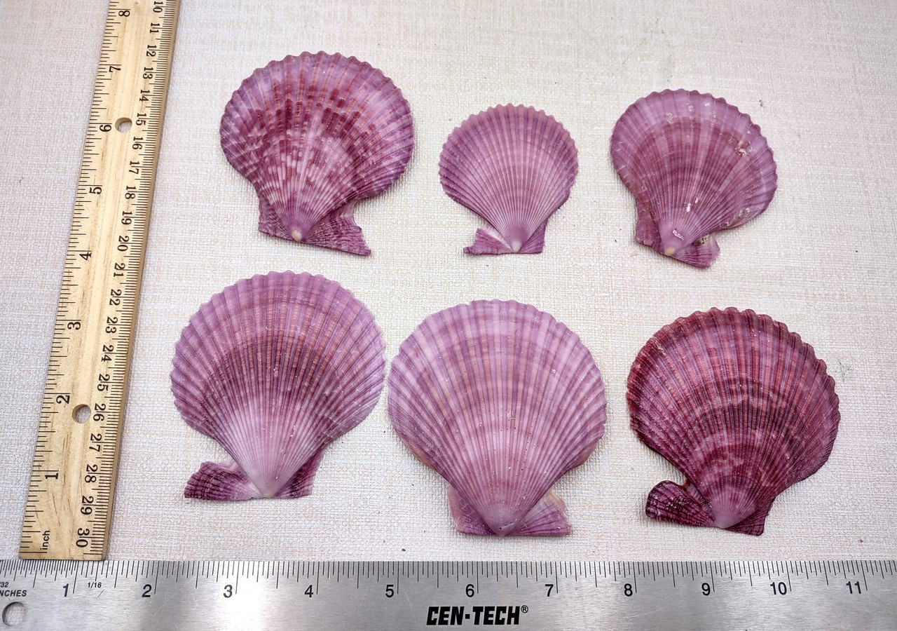Purple Noble Pecten Halves Pecten Nobulis (6 shells approx. 2+ inches ...