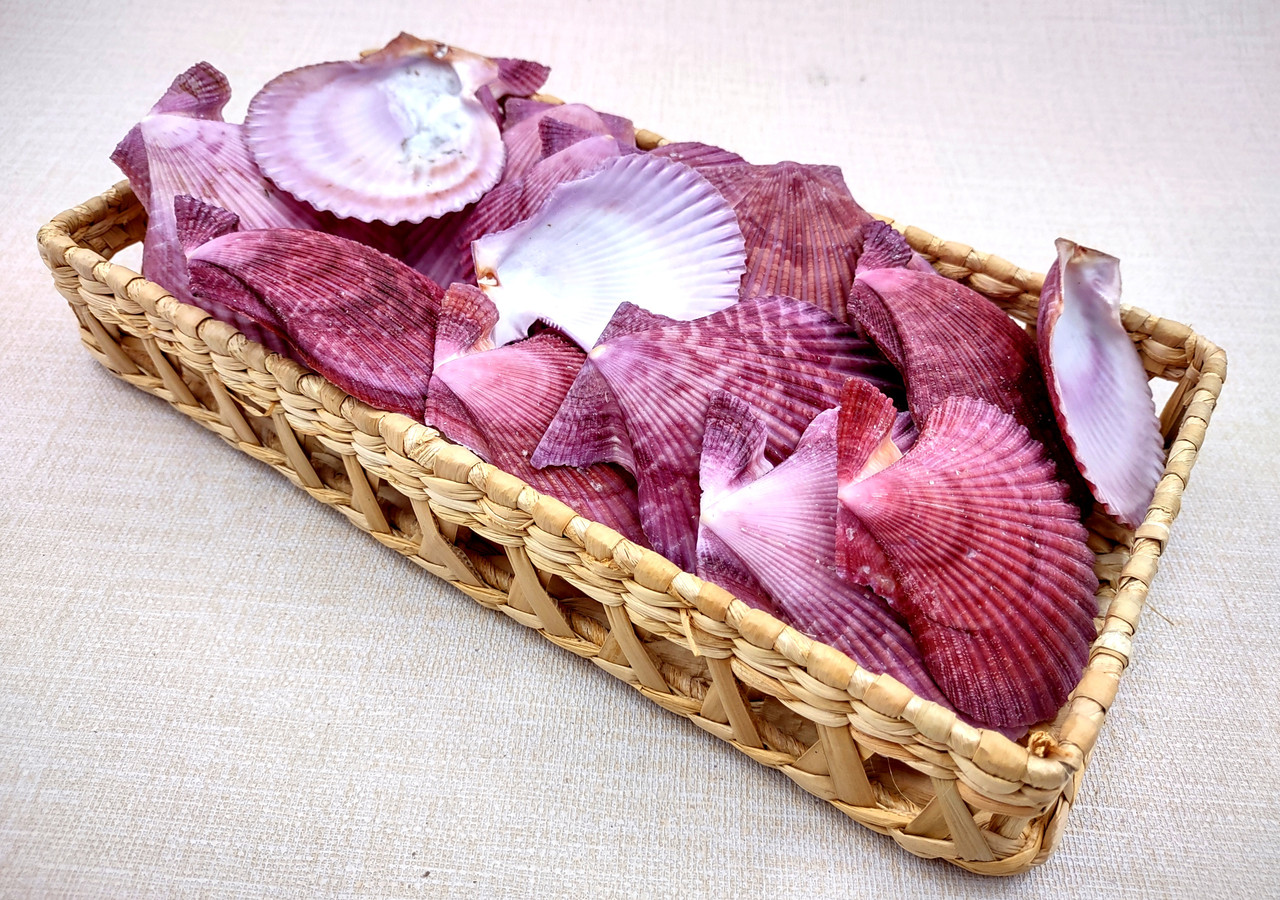 Purple Noble Pecten Halves Pecten Nobulis (6 shells approx. 2+ inches ...