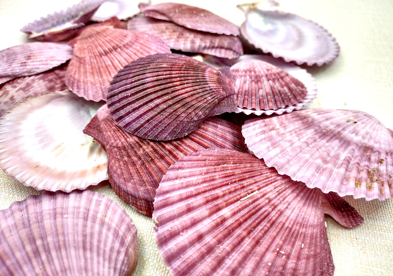 Purple Noble Pecten Halves Pecten Nobulis (6 shells approx. 2+ inches ...
