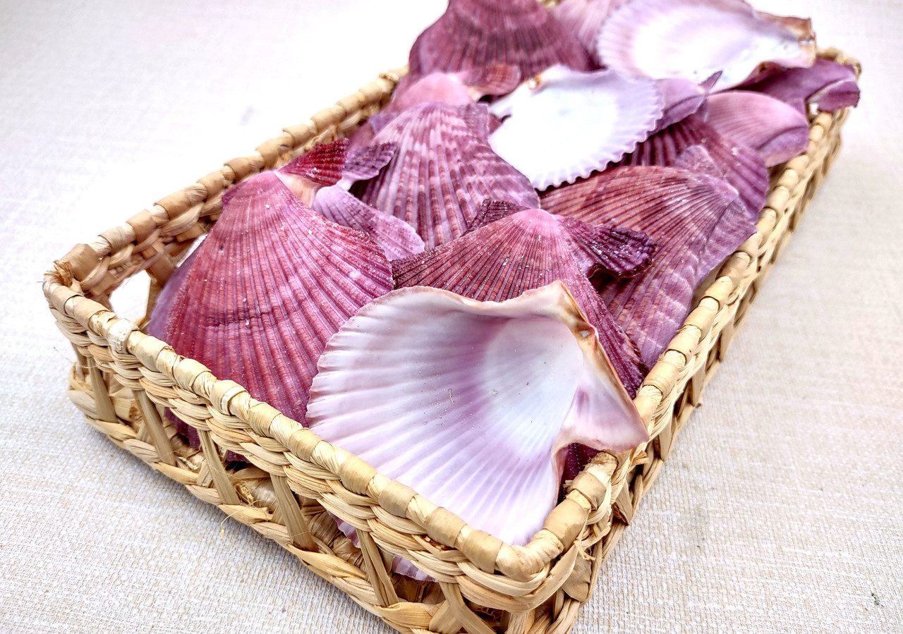 Purple Noble Pecten Halves Pecten Nobulis (6 shells approx. 2+ inches ...