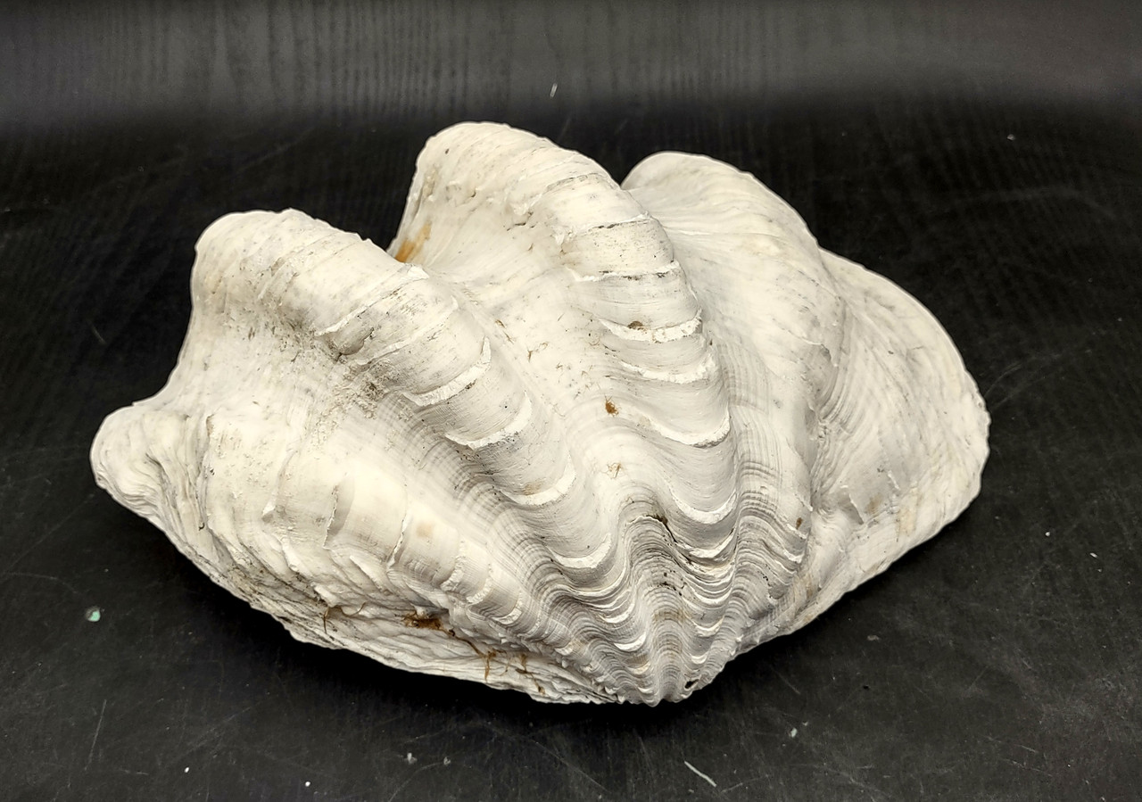 Giant Clam Shell Half (1 half shell approx. 11.5L x 4.25H x 8D inches ...