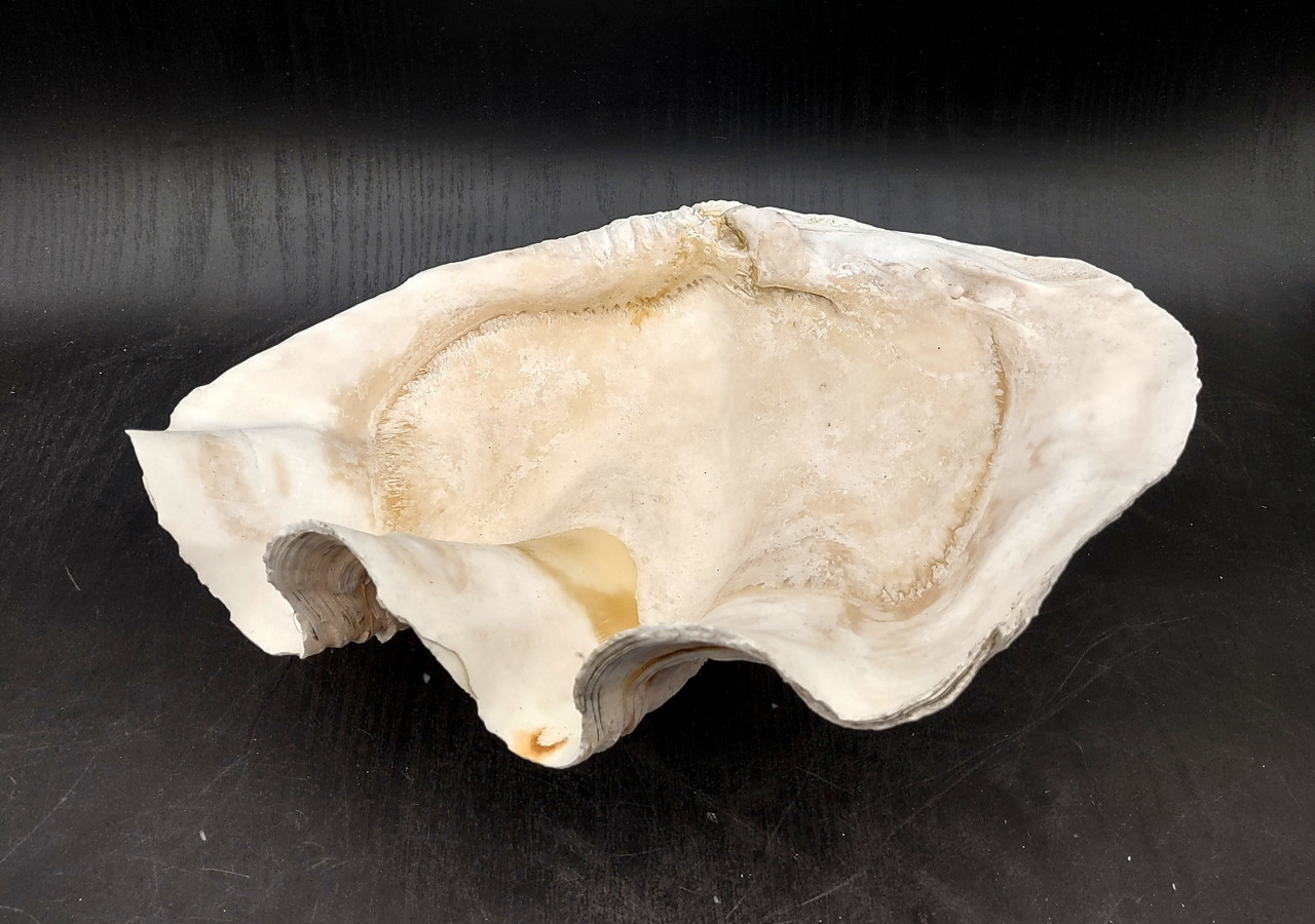 Giant Clam Shell Half (1 half shell approx. 11.5L x 4.25H x 8D inches ...