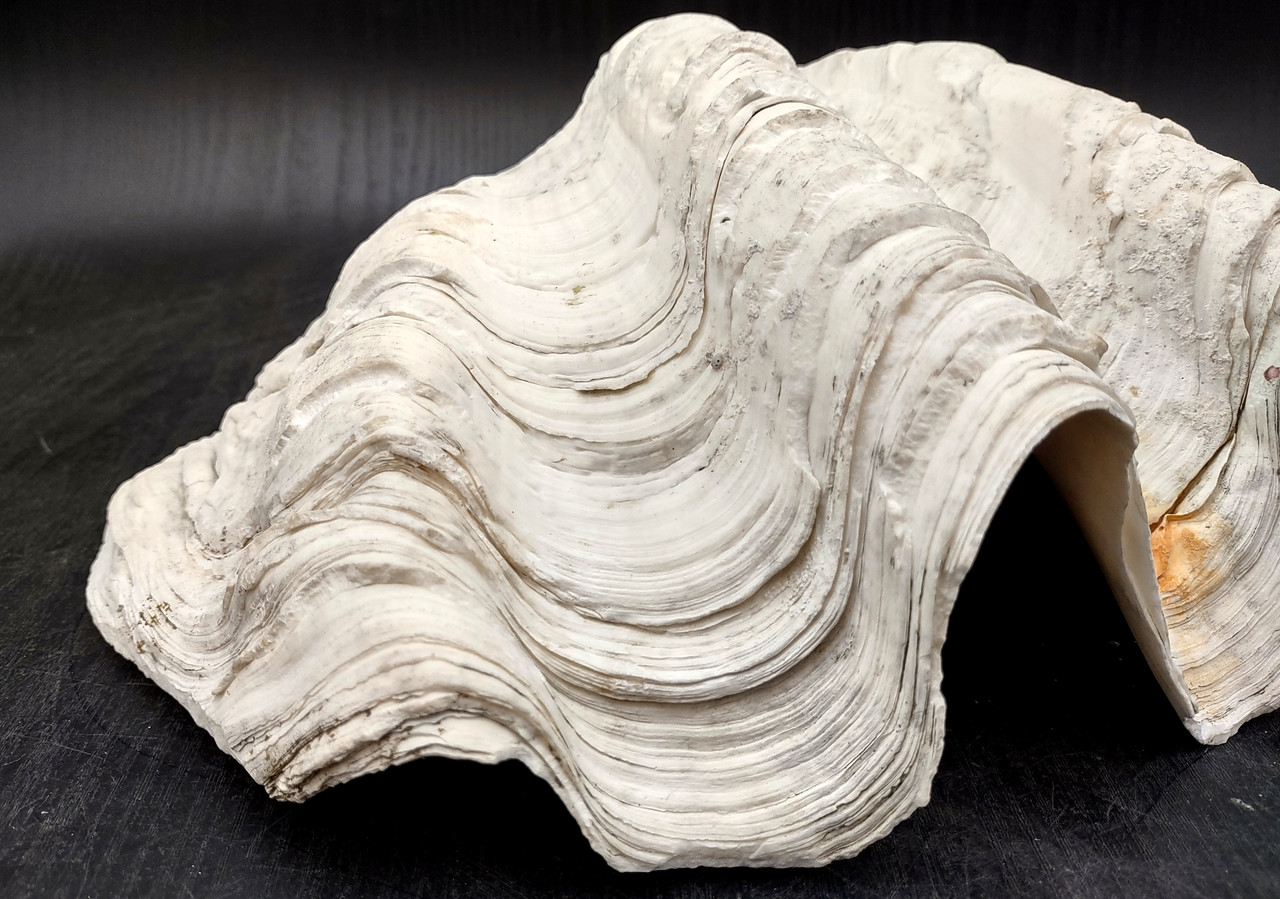 Giant Clam Shell Half (1 half shell approx. 11.5L x 4.25H x 8D inches ...