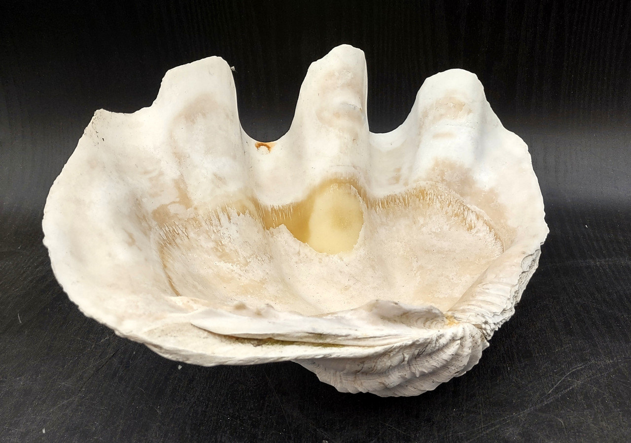 Giant Clam Shell Half (1 half shell approx. 11.5L x 4.25H x 8D inches ...