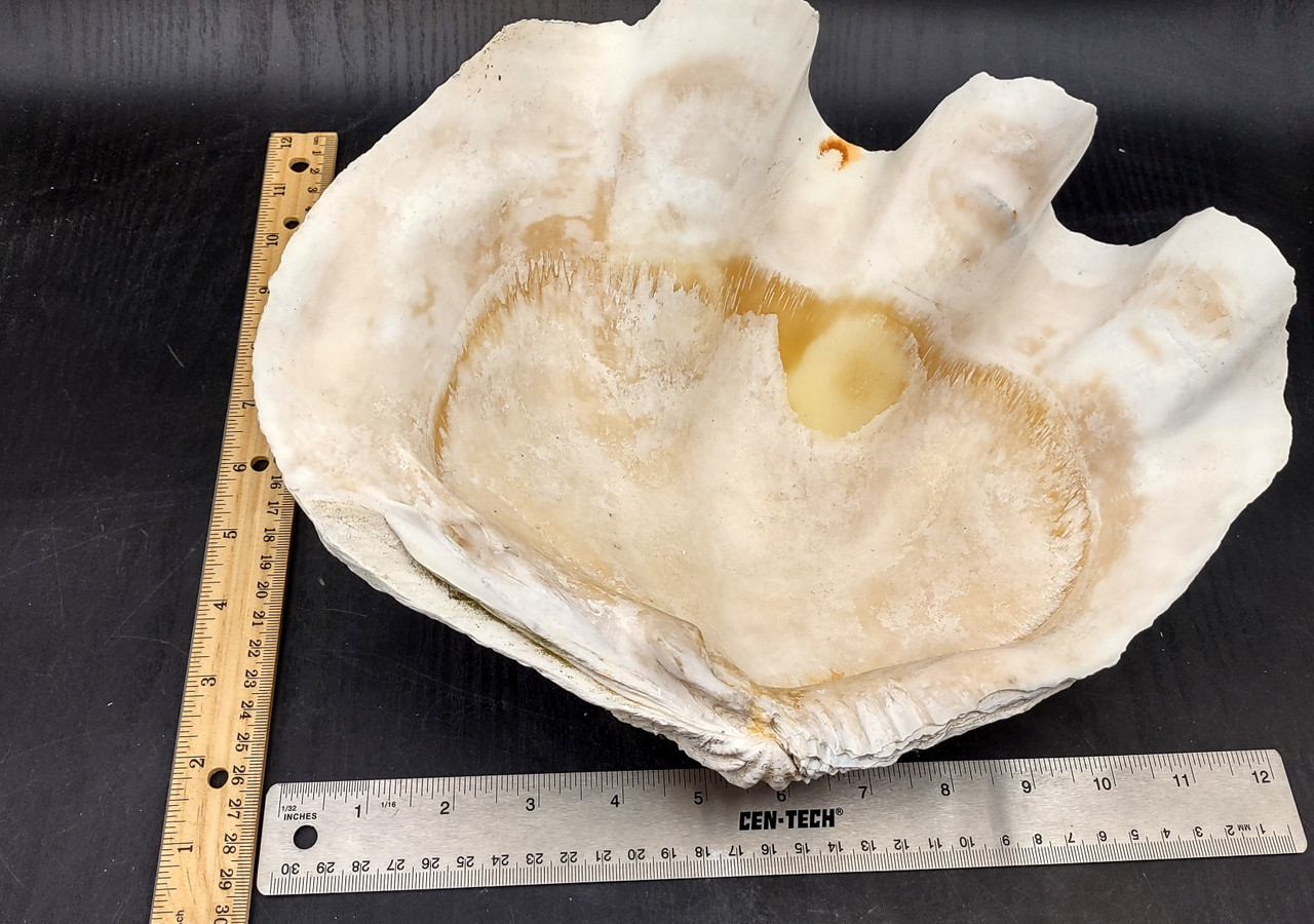Giant Clam Shell Half (1 half shell approx. 11.5L x 4.25H x 8D inches ...