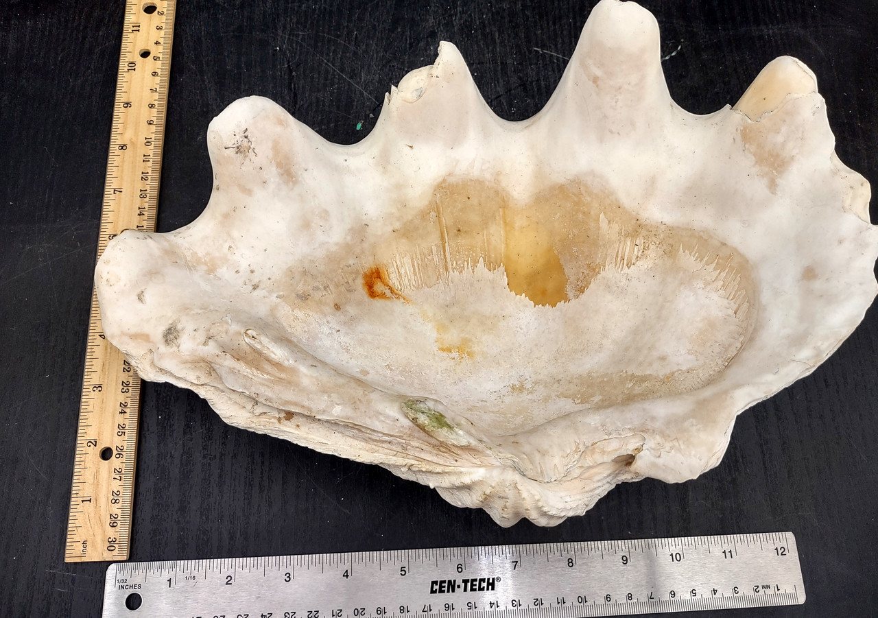 Giant Clam Shell Half (1 half shell approx. 12L x 4H x 7.25D inches ...