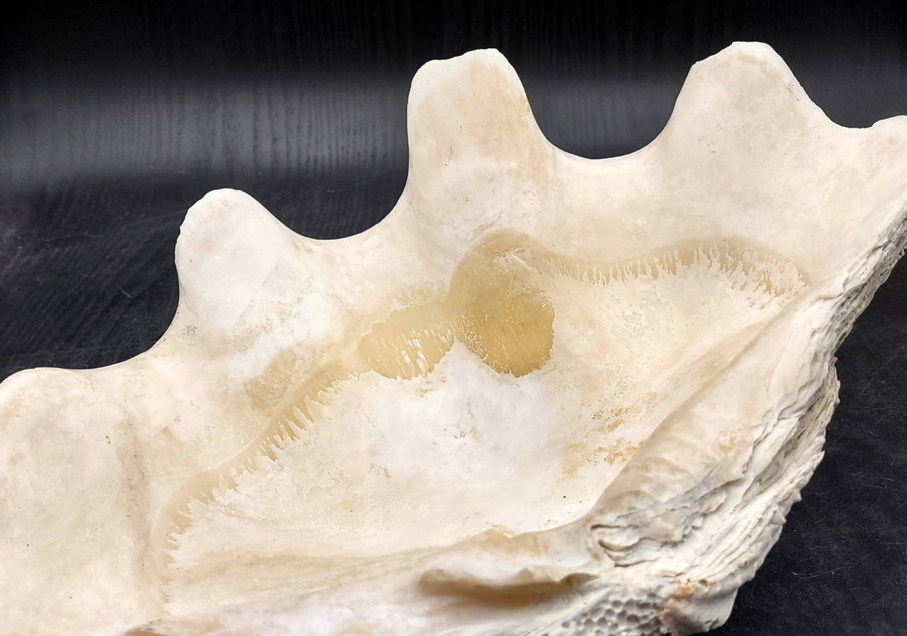 Giant Clam Shell Half (1 half shell approx. 12L x 3.5H x 8D inches ...