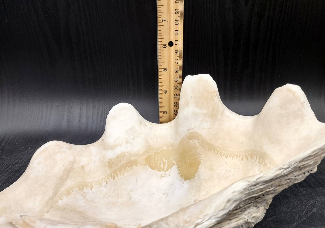 Giant Clam Shell Half (1 half shell approx. 12L x 3.5H x 8D inches ...