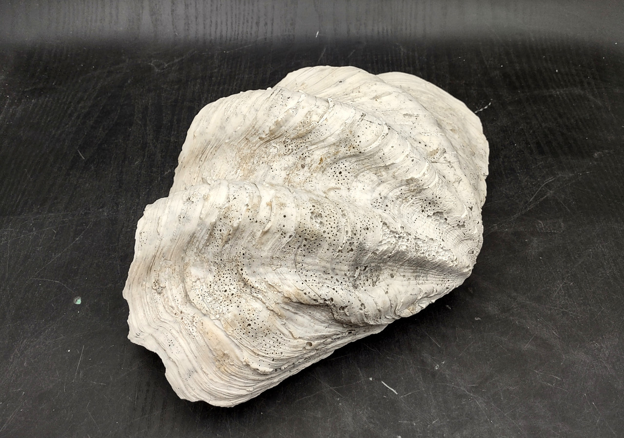 Giant Clam Shell Half (1 half shell approx. 12L x 3.5H x 8D inches ...