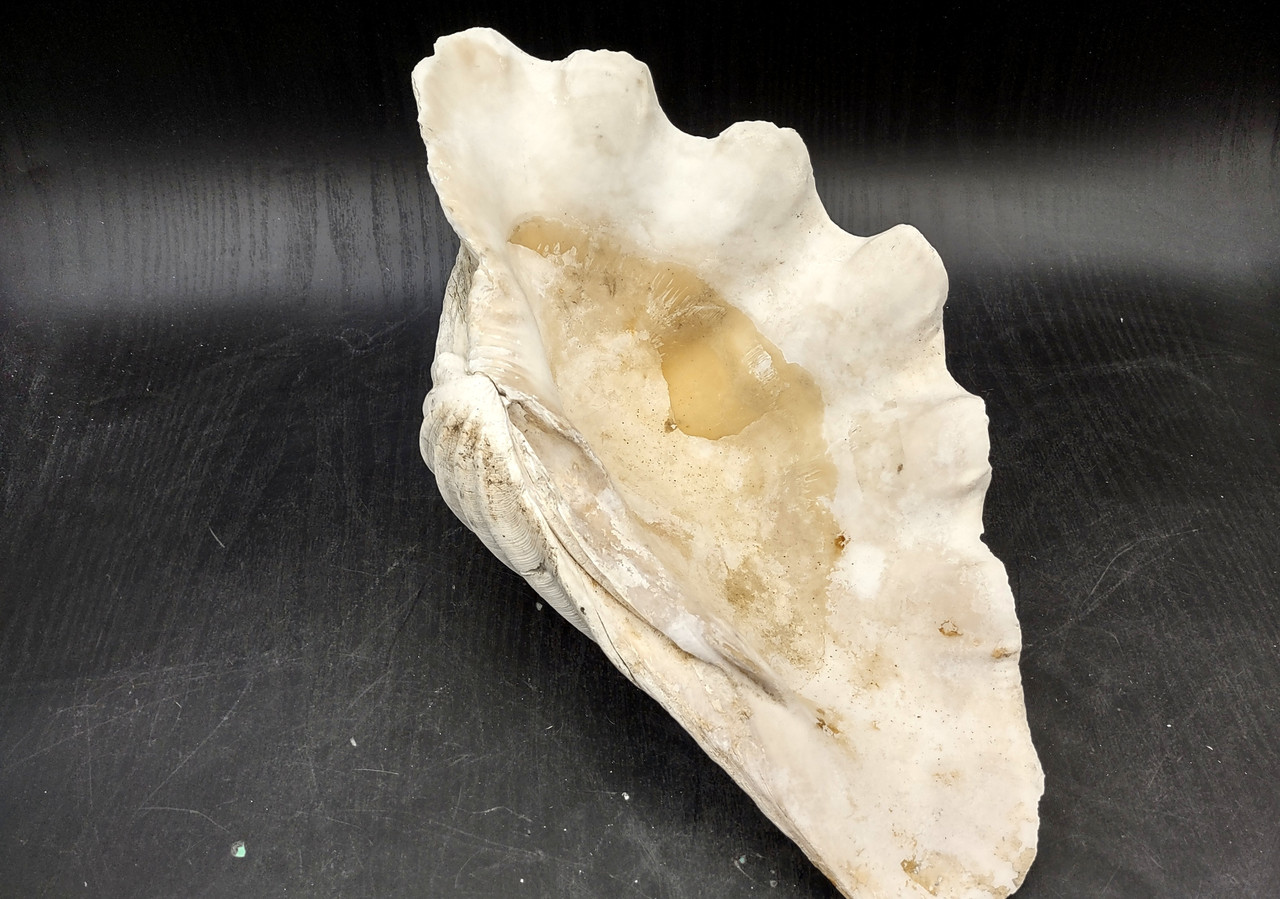 Giant Clam Shell Half (1 half shell approx. 13L x 3.5H x 7D inches ...