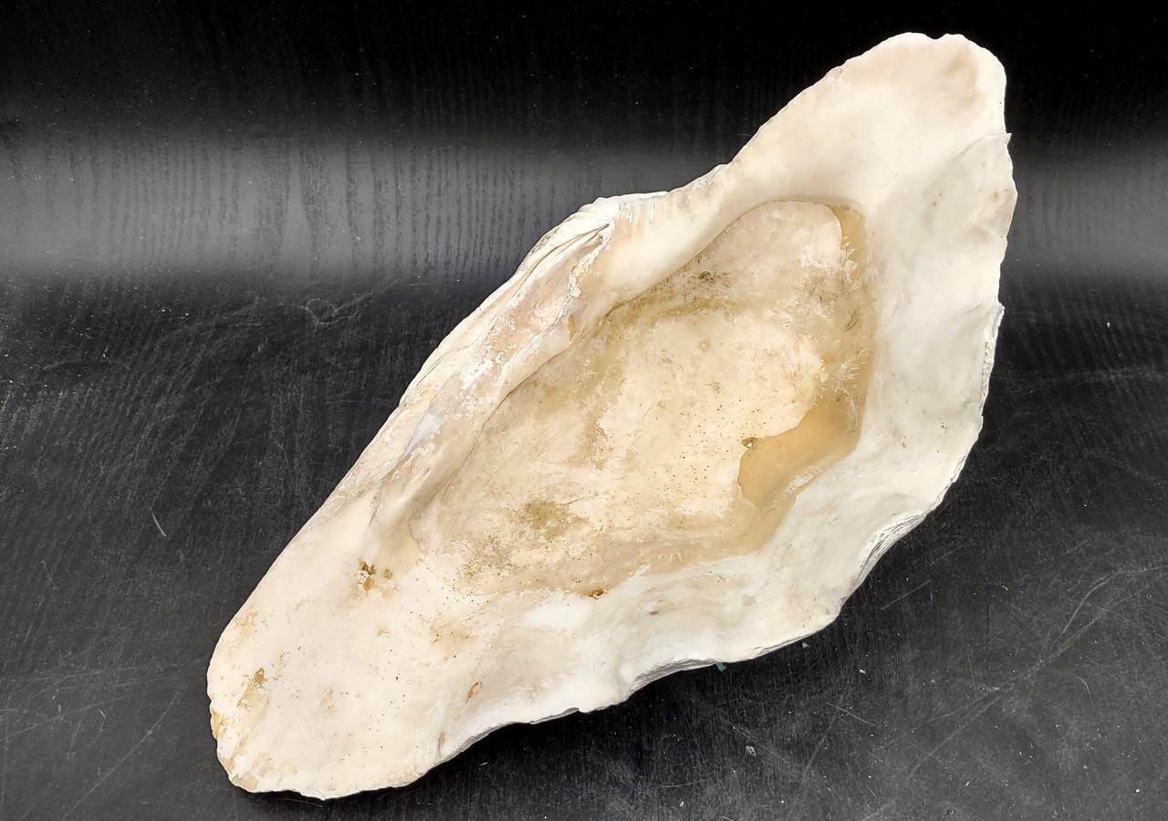 Giant Clam Shell Half (1 half shell approx. 13L x 3.5H x 7D inches ...
