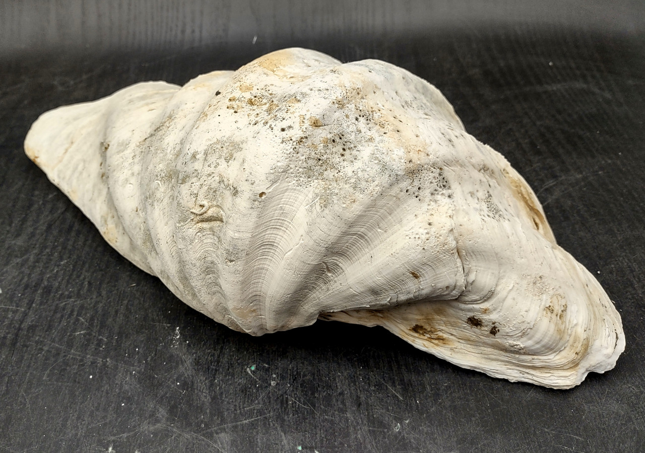 Giant Clam Shell Half (1 half shell approx. 13L x 3.5H x 7D inches ...