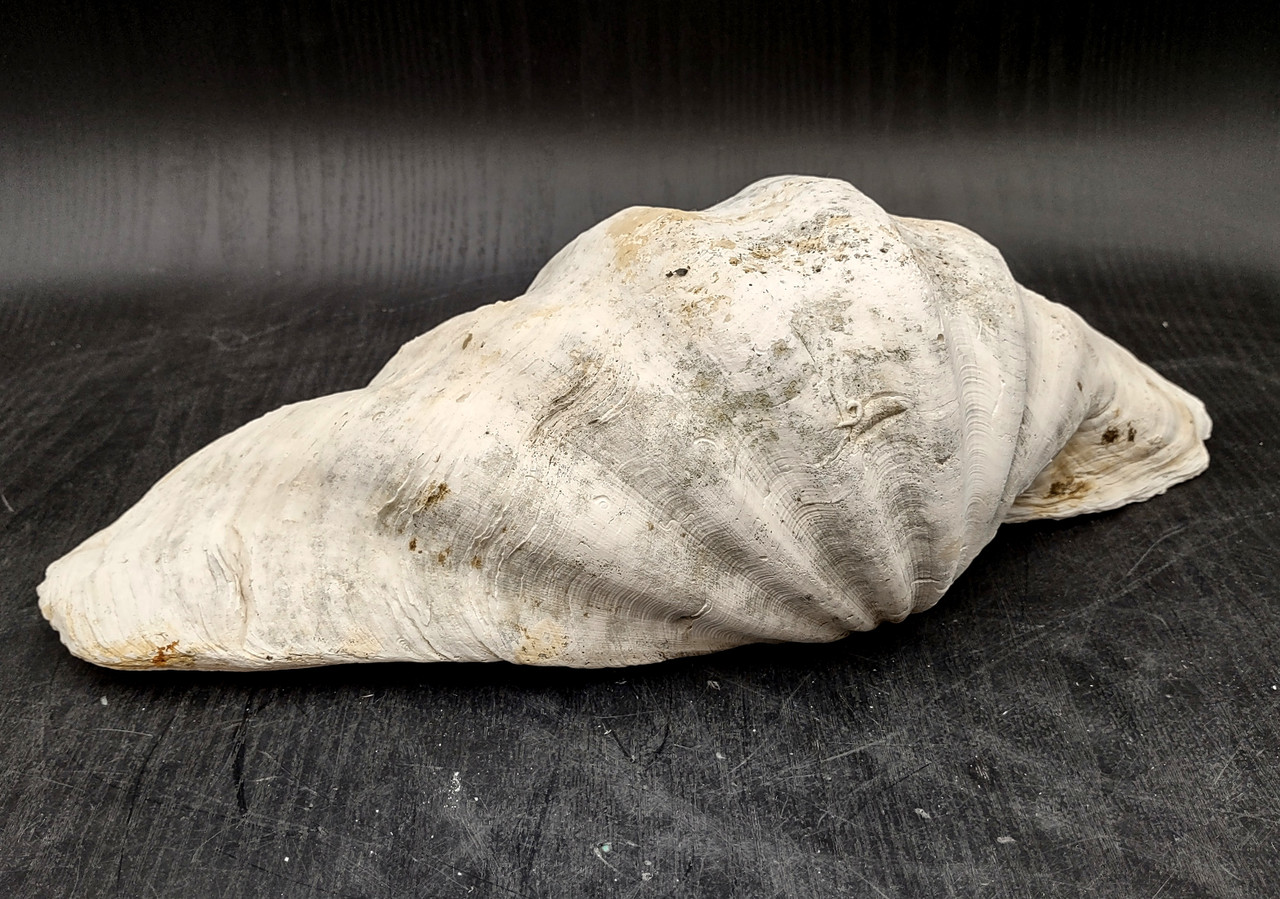 Giant Clam Shell Half (1 half shell approx. 13L x 3.5H x 7D inches ...