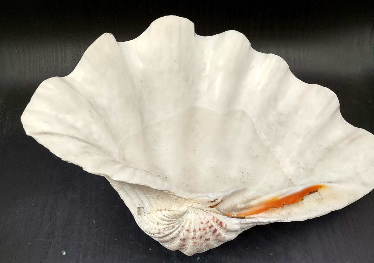 Giant Clam Seashell Half Tridacna Gigas (1 half shell approx. 15.25L x ...