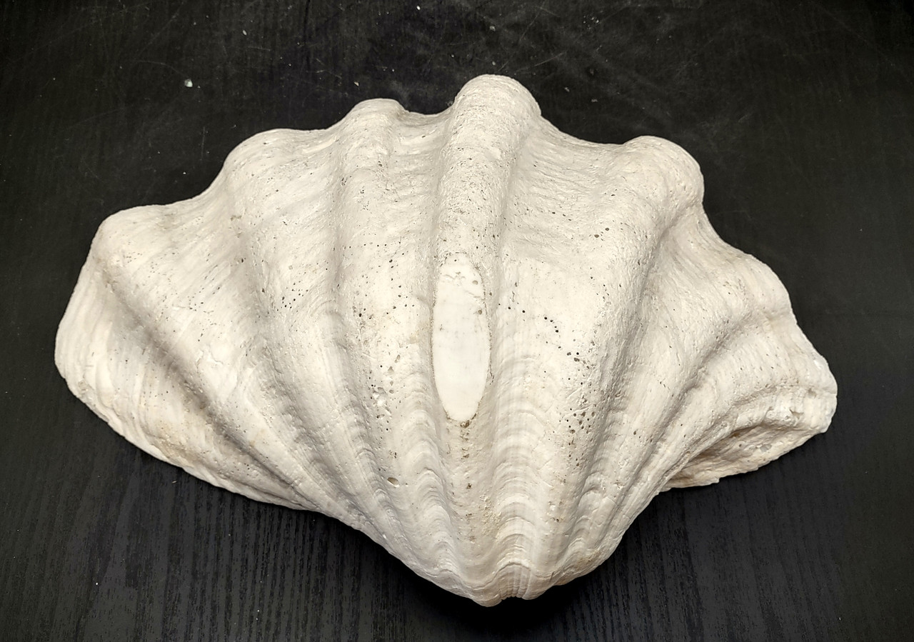 Giant Clam Seashell Half Tridacna Gigas (1 half shell approx. 15.25L x ...