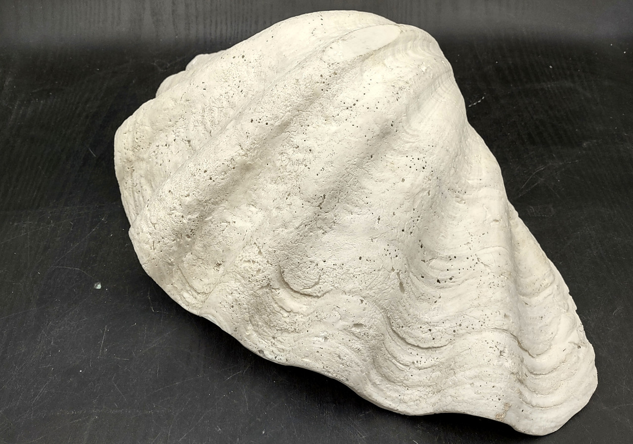 Giant Clam Seashell Half Tridacna Gigas (1 half shell approx. 15.25L x ...