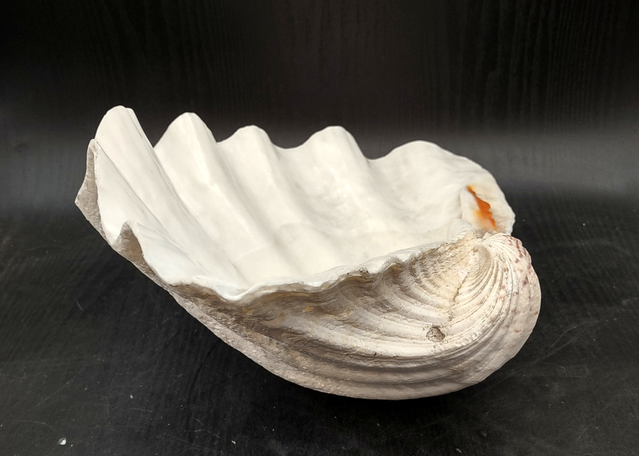 Giant Clam Seashell Half Tridacna Gigas (1 half shell approx. 15.25L x ...