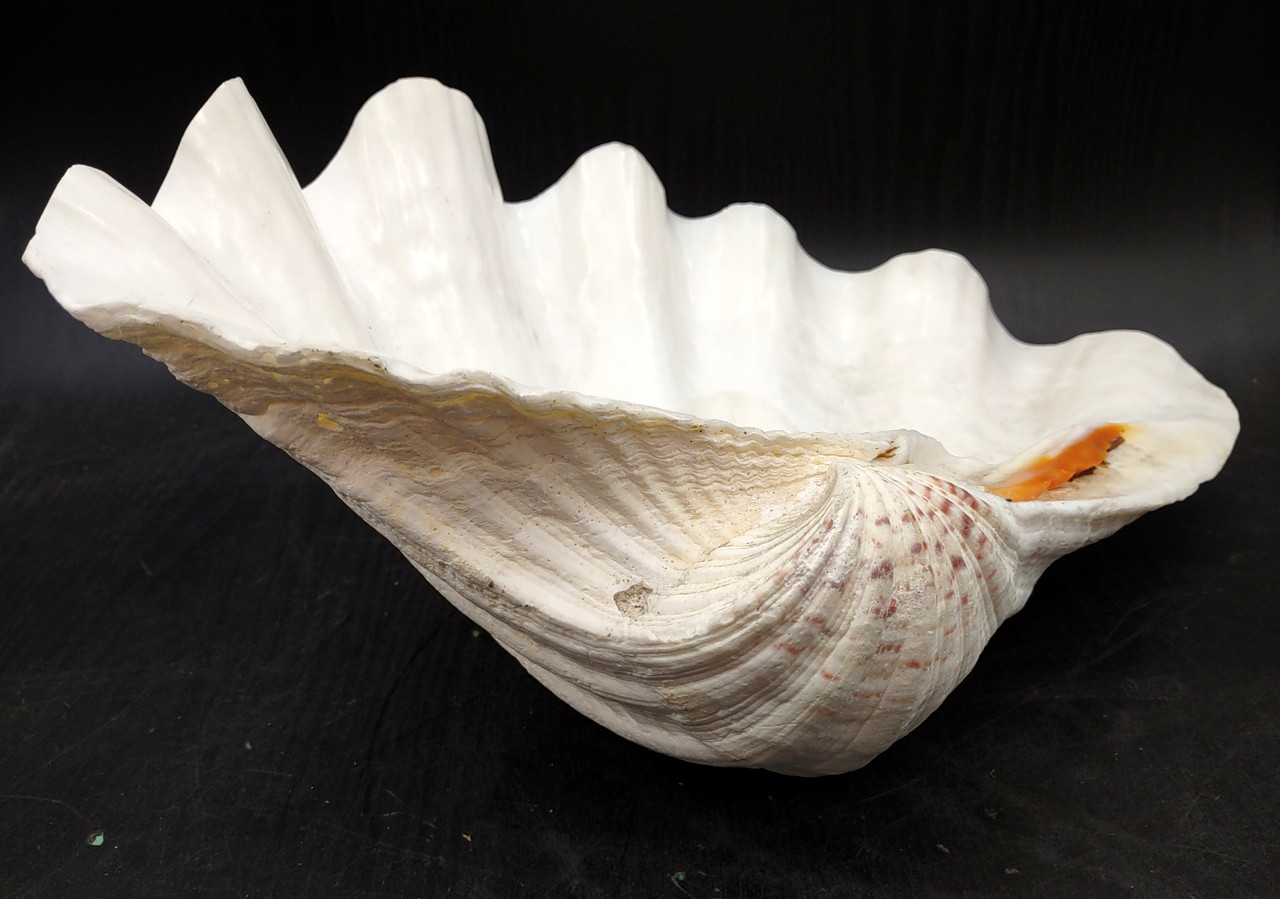 Giant Clam Seashell Half Tridacna Gigas (1 half shell approx. 15.25L x ...