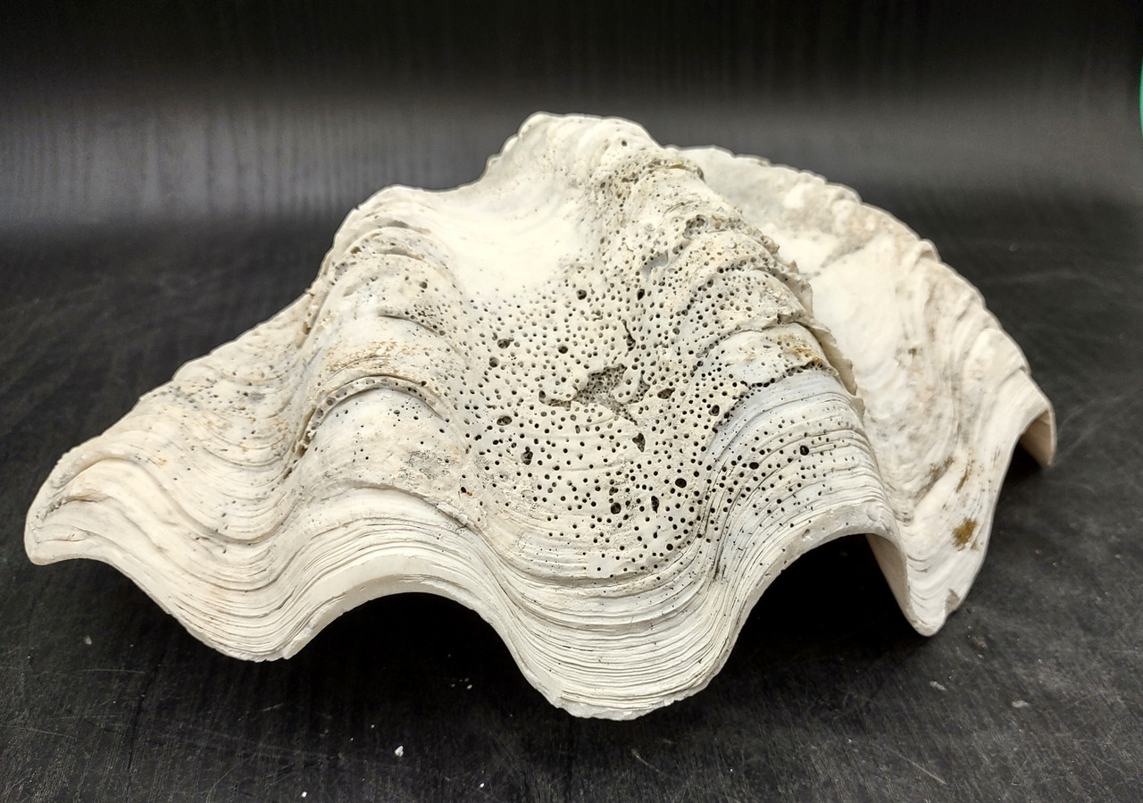 Giant Clam Shell Half (1 half shell approx. 11.5L x 3.75H x 7D inches ...