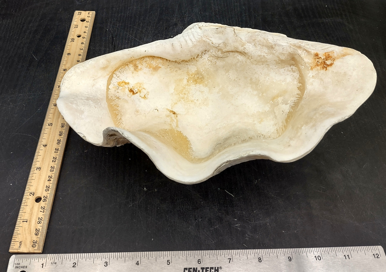 Giant Clam Shell Half (1 half shell approx. 11.5L x 3.75H x 7D inches ...