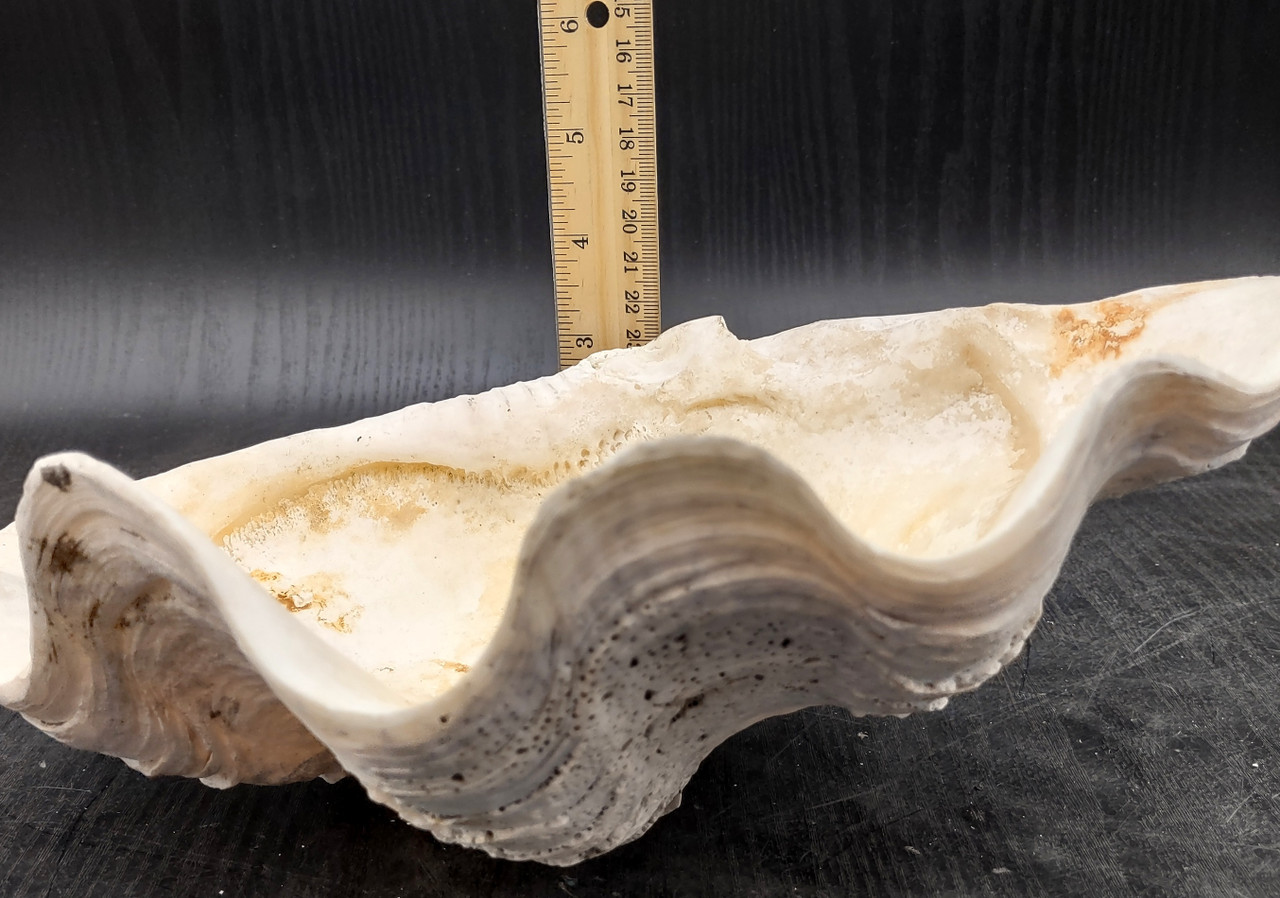 Giant Clam Shell Half (1 half shell approx. 11.5L x 3.75H x 7D inches ...