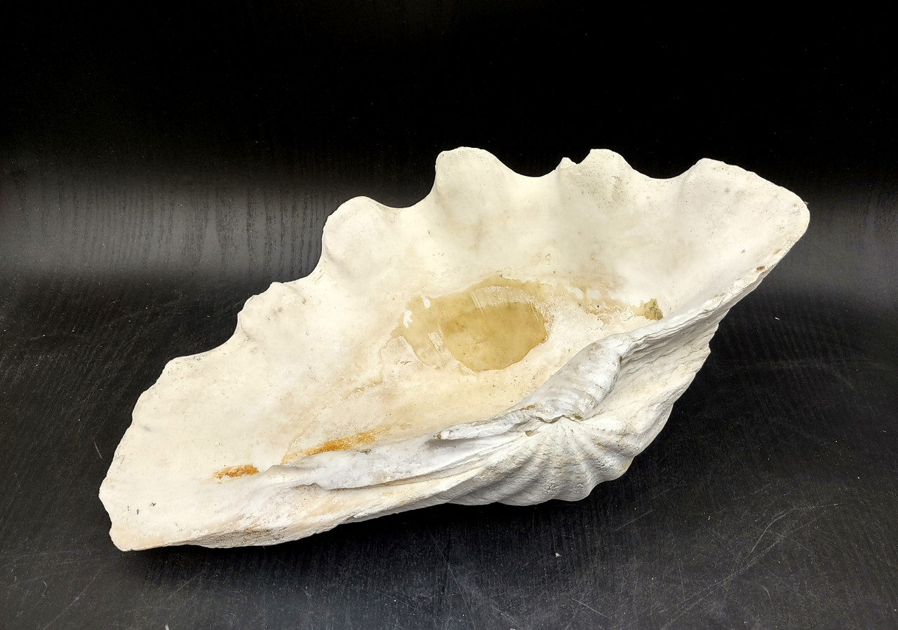 Giant Clam Seashell Half Tridacna Gigas (1 half shell approx. 13L x 4H ...