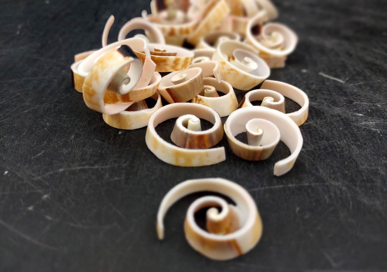 Swirl Cut Strombus Seashell Strombus Luhuanus (15 shell slices approx ...