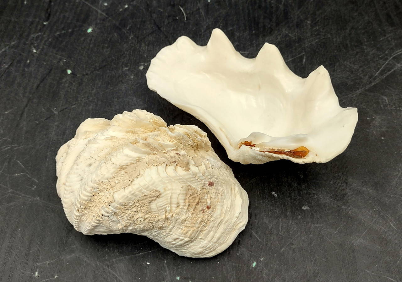 Ruffle Clam Seashell Half Tridacna Squamosa (1 shell approx. 4+ inches ...