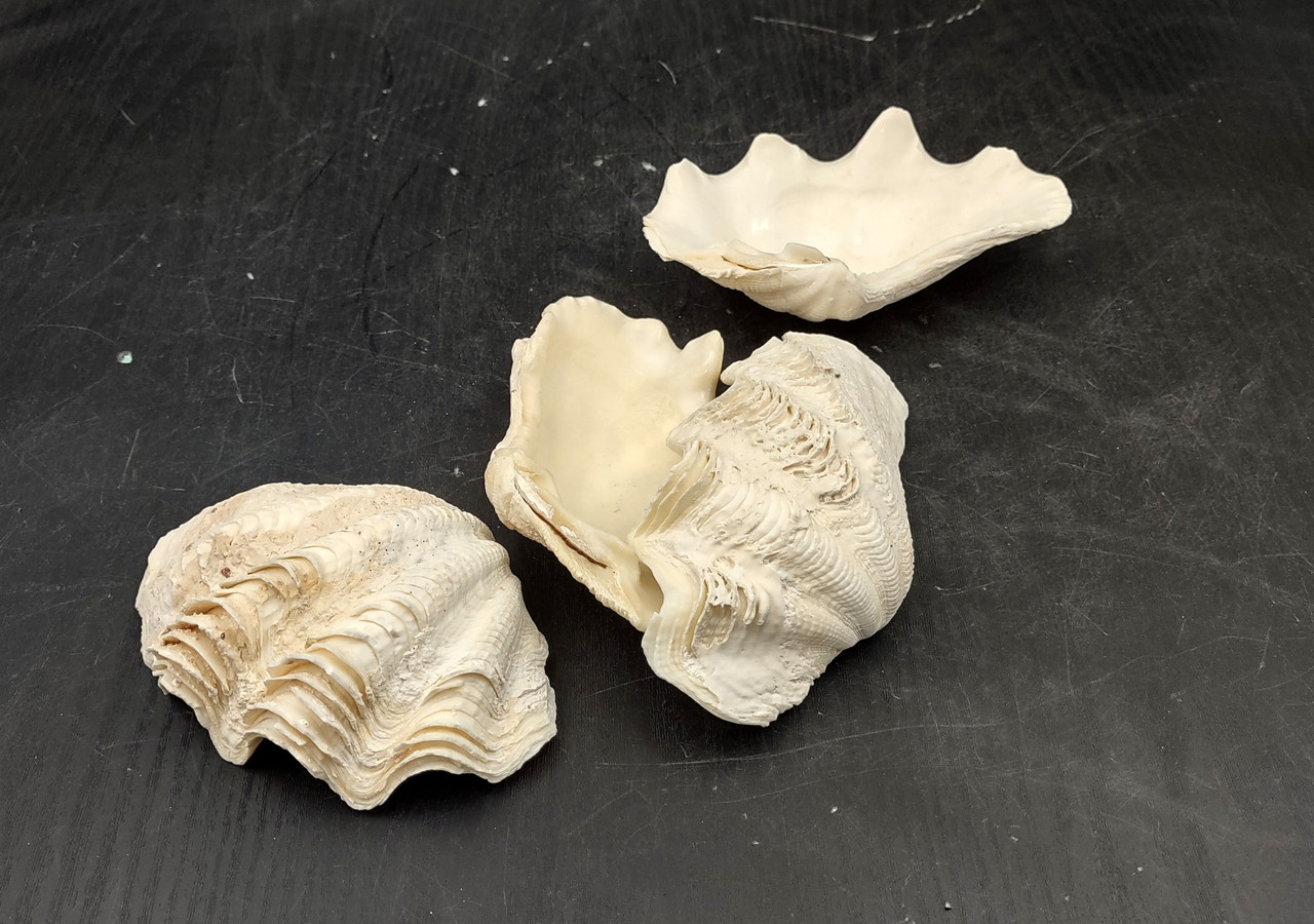 Ruffle Clam Seashell Half Tridacna Squamosa (1 shell approx. 4+ inches ...