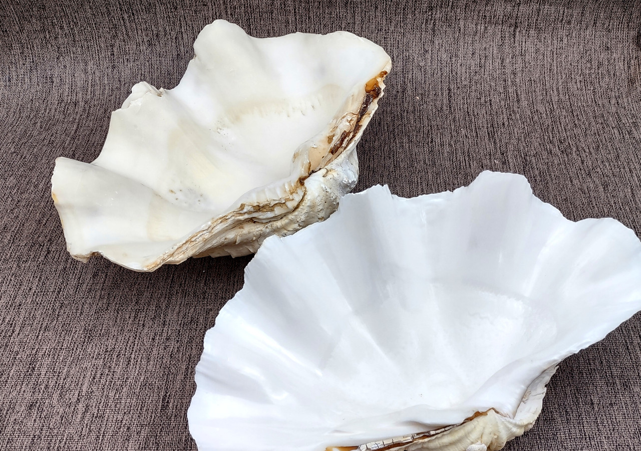 Ruffle Clam Seashell Half Tridacna Squamosa (1 shell approx. 10+ inches ...