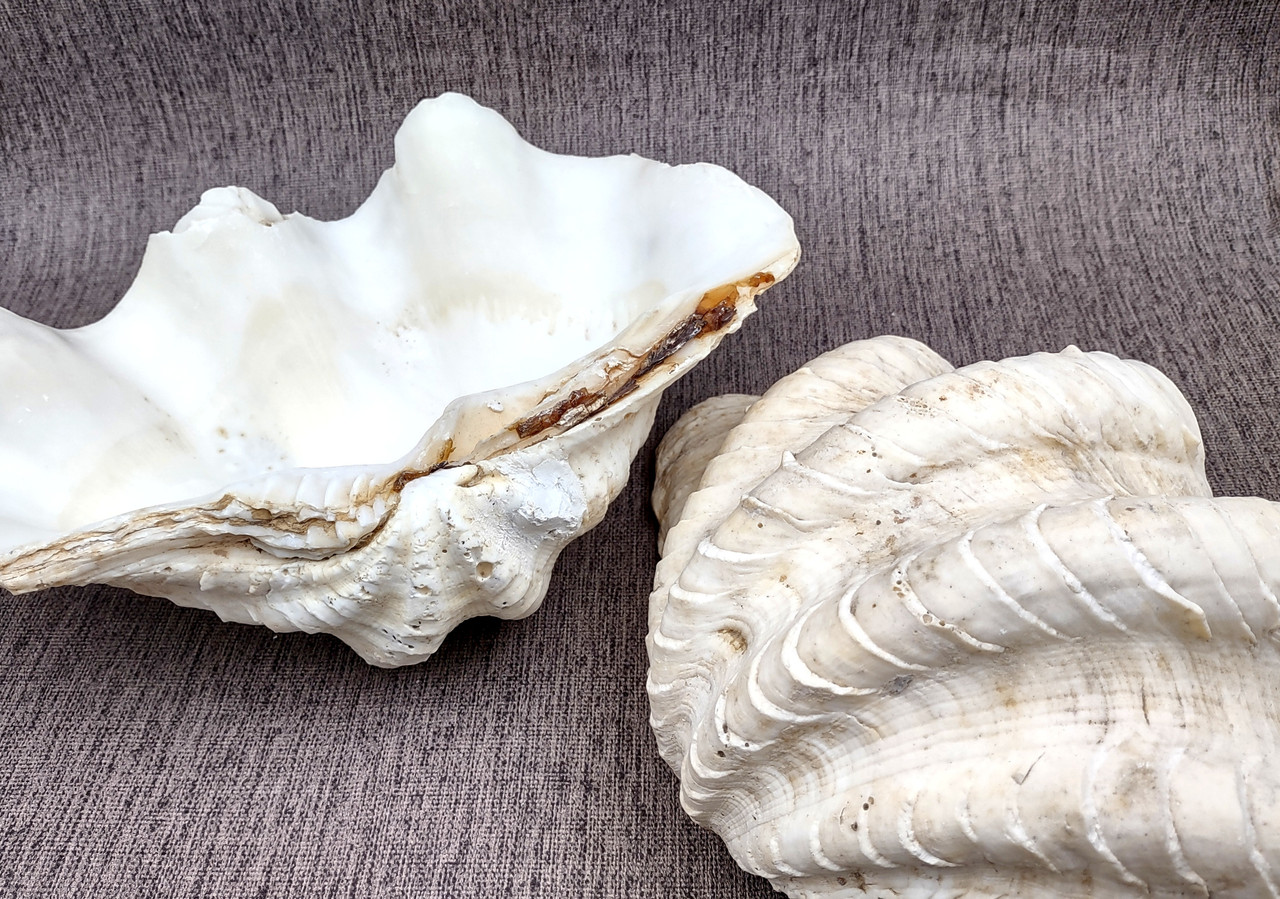 Ruffle Clam Seashell Half Tridacna Squamosa (1 shell approx. 10+ inches ...