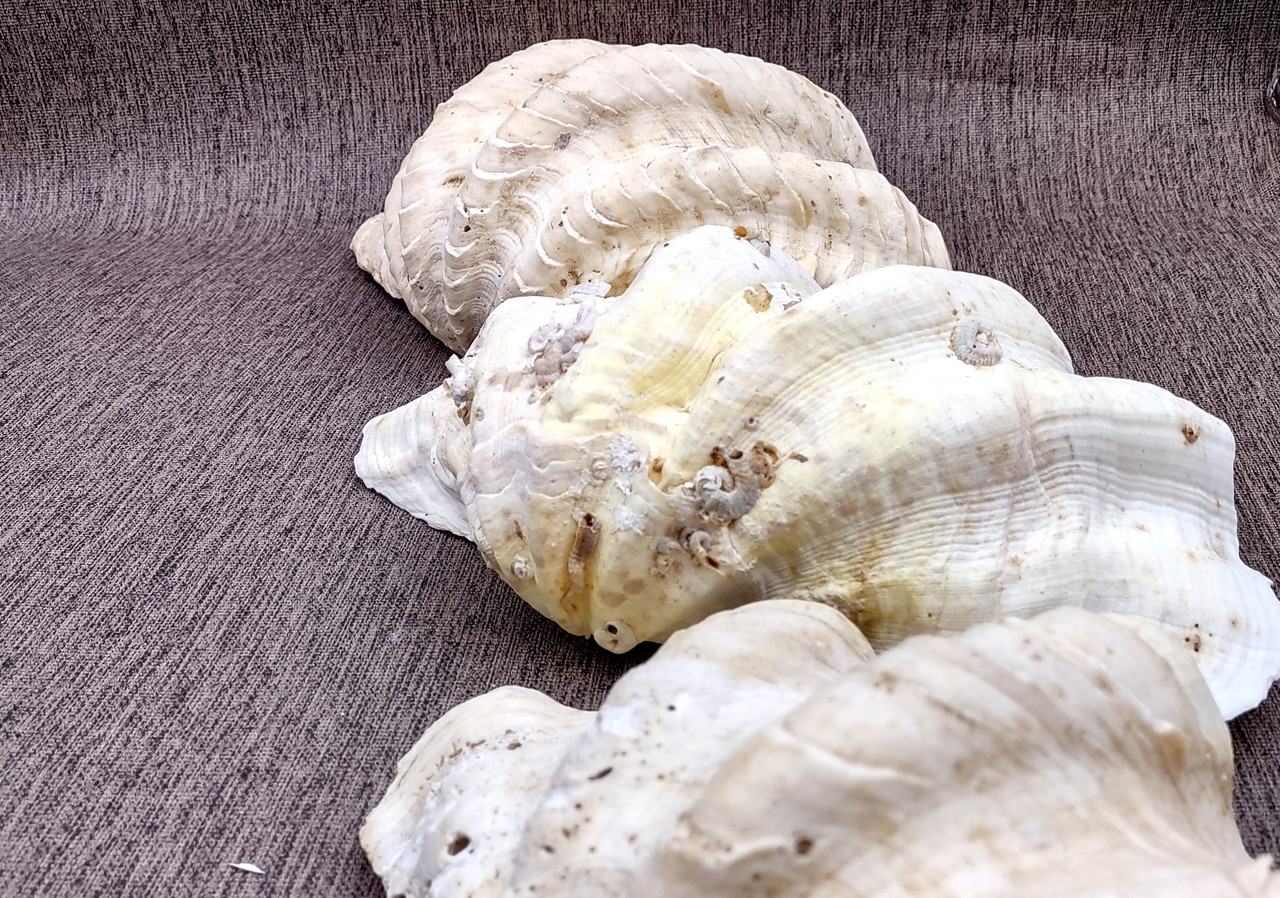 Ruffle Clam Seashell Half Tridacna Squamosa (1 shell approx. 10+ inches ...