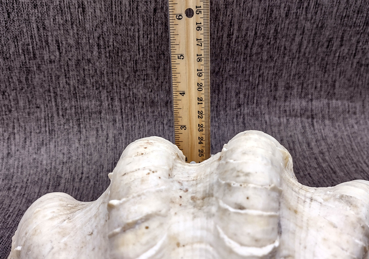 Ruffle Clam Seashell Half Tridacna Squamosa (1 shell approx. 10+ inches ...