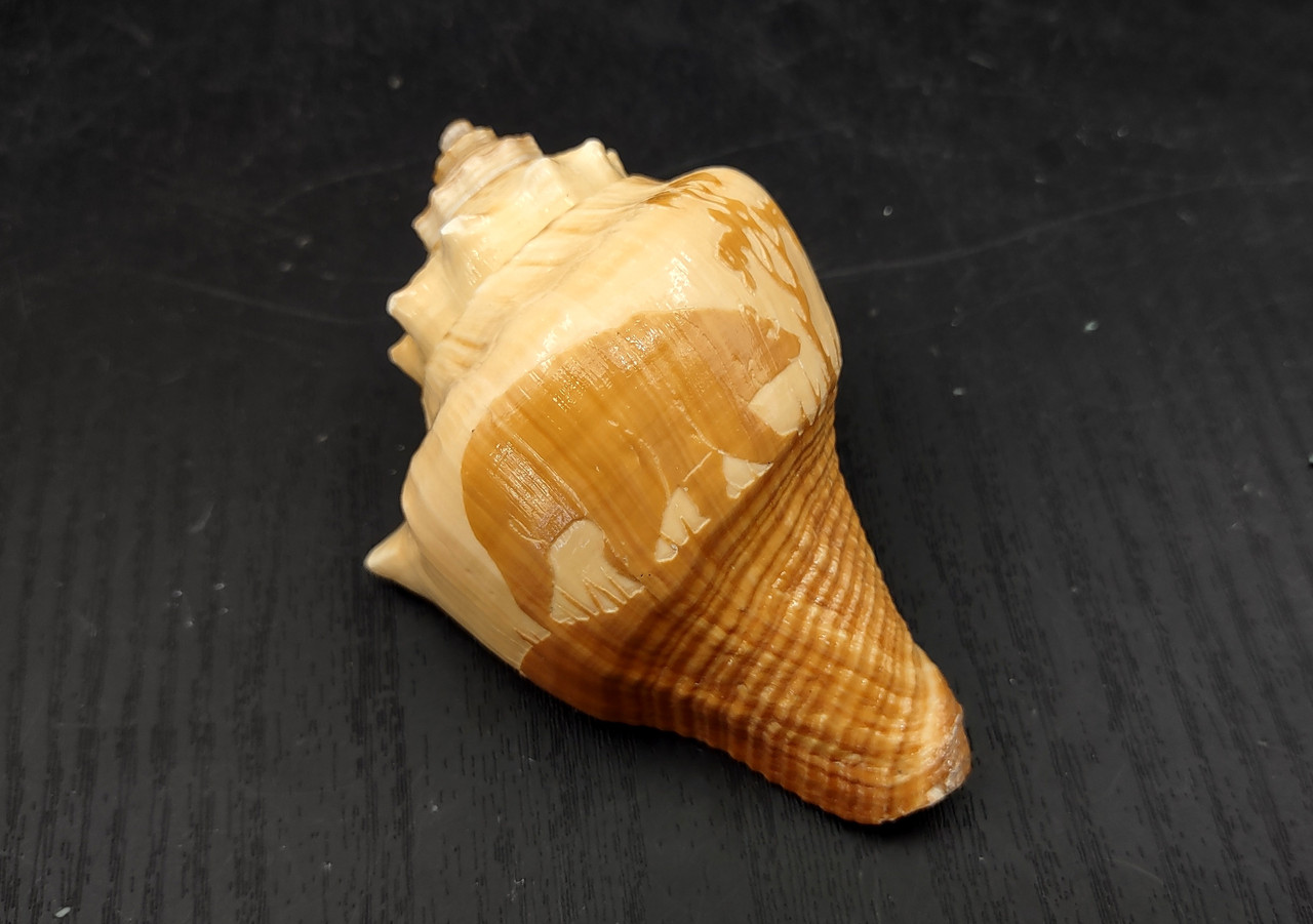 Carved Conch Seashell Decorative Set Lion Tiger Bear (3 shells approx ...