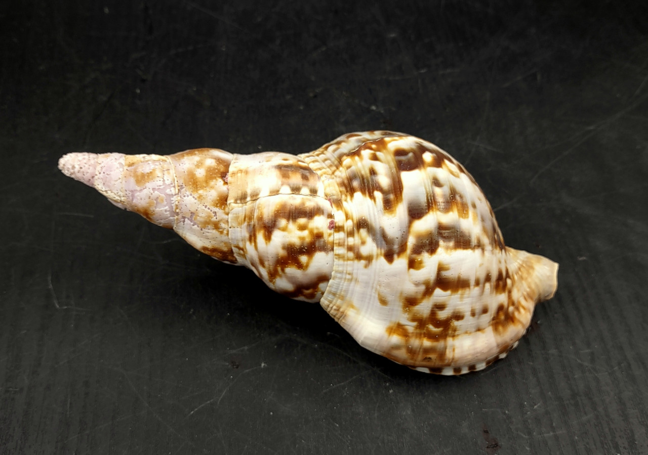 Caribbean Triton Seashell Charonia Tritonis (1 shell approx. 5+ inches ...
