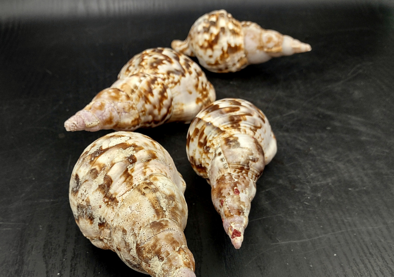 Caribbean Triton Seashell Charonia Tritonis (1 shell approx. 5+ inches ...