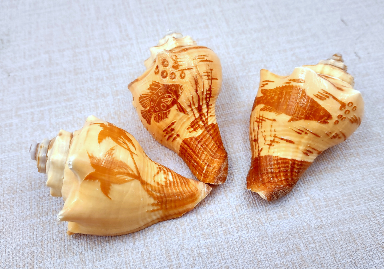 Carved Conch Seashell Decorative Set (3 shells approx. 3+ inches) Two ...
