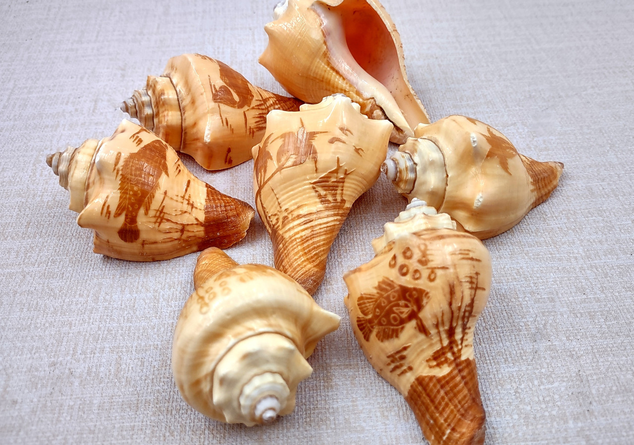 Carved Conch Seashell Decorative Set (3 shells approx. 3+ inches) Two ...