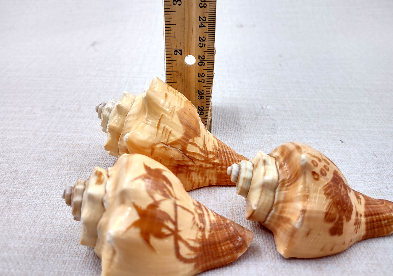 Carved Conch Seashell Decorative Set (3 shells approx. 3+ inches) Two ...