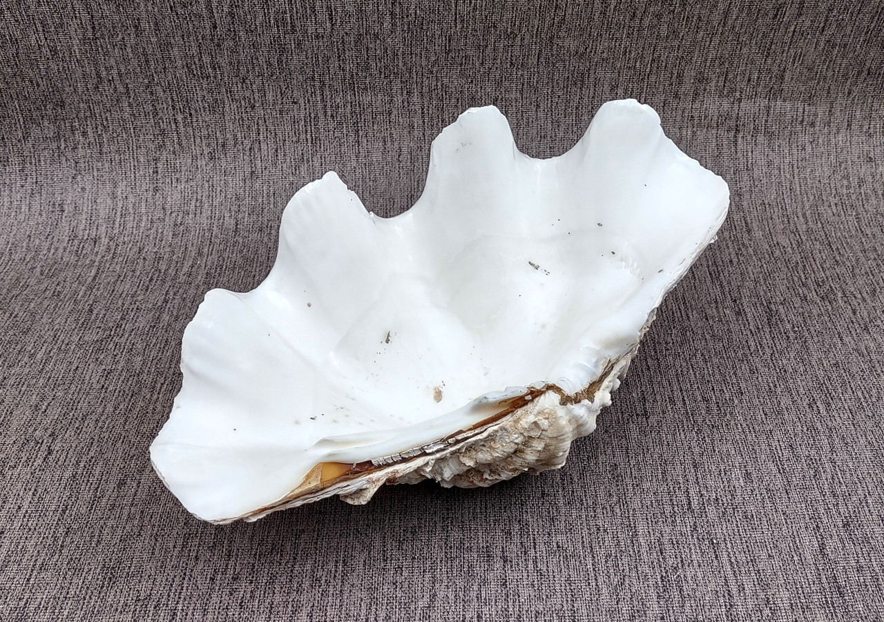 Giant Ruffled Clam Shell Half (1 half shell approx. 11.5L x 4.25H x 6 ...