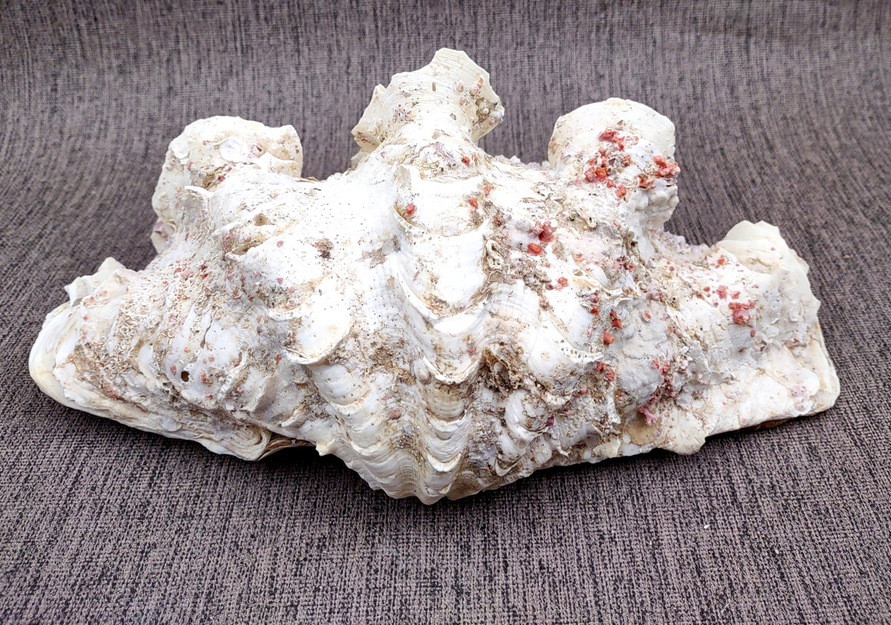Giant Ruffled Clam Shell Half (1 half shell approx. 11.5L x 4.25H x 6 ...