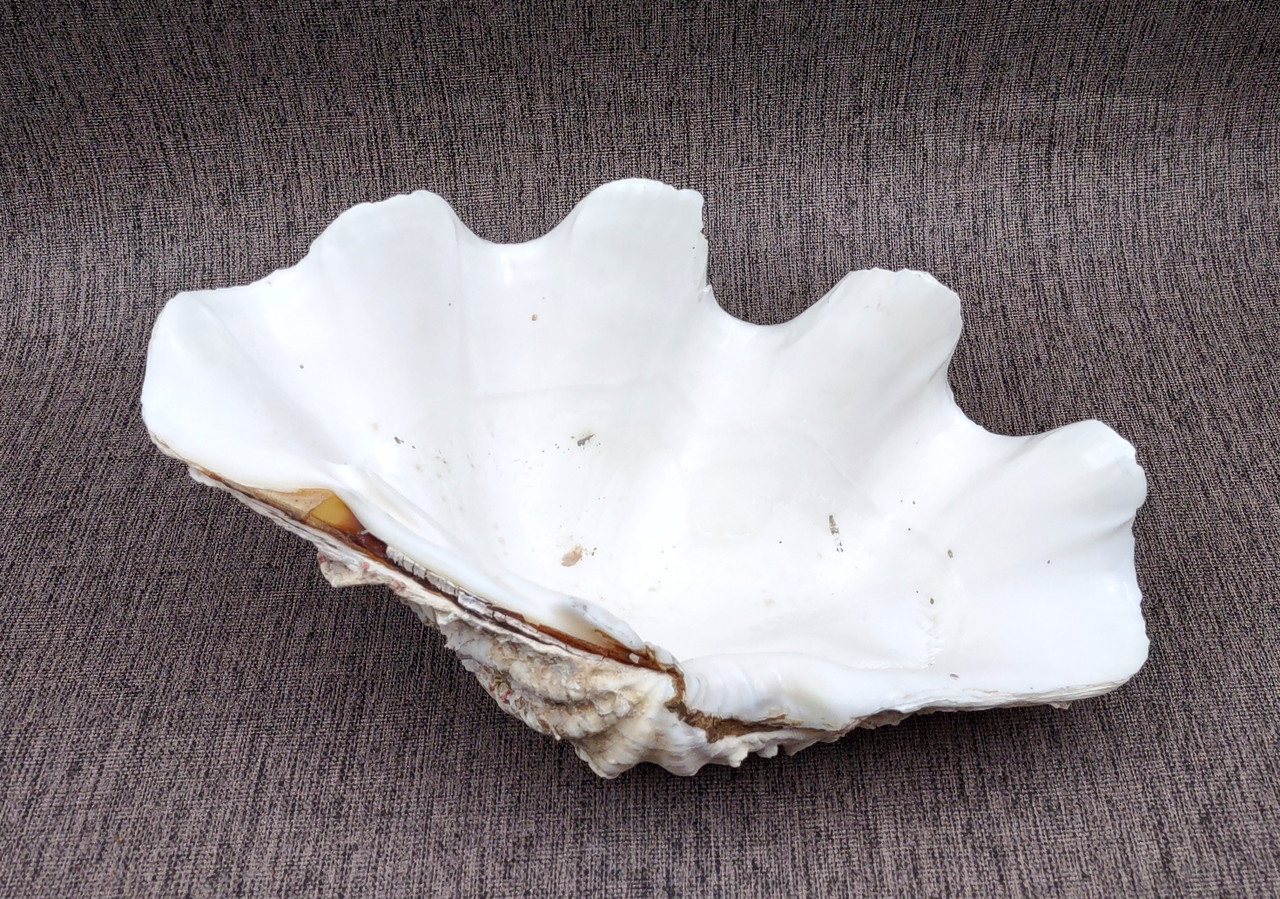 Giant Ruffled Clam Shell Half (1 half shell approx. 11.5L x 4.25H x 6 ...