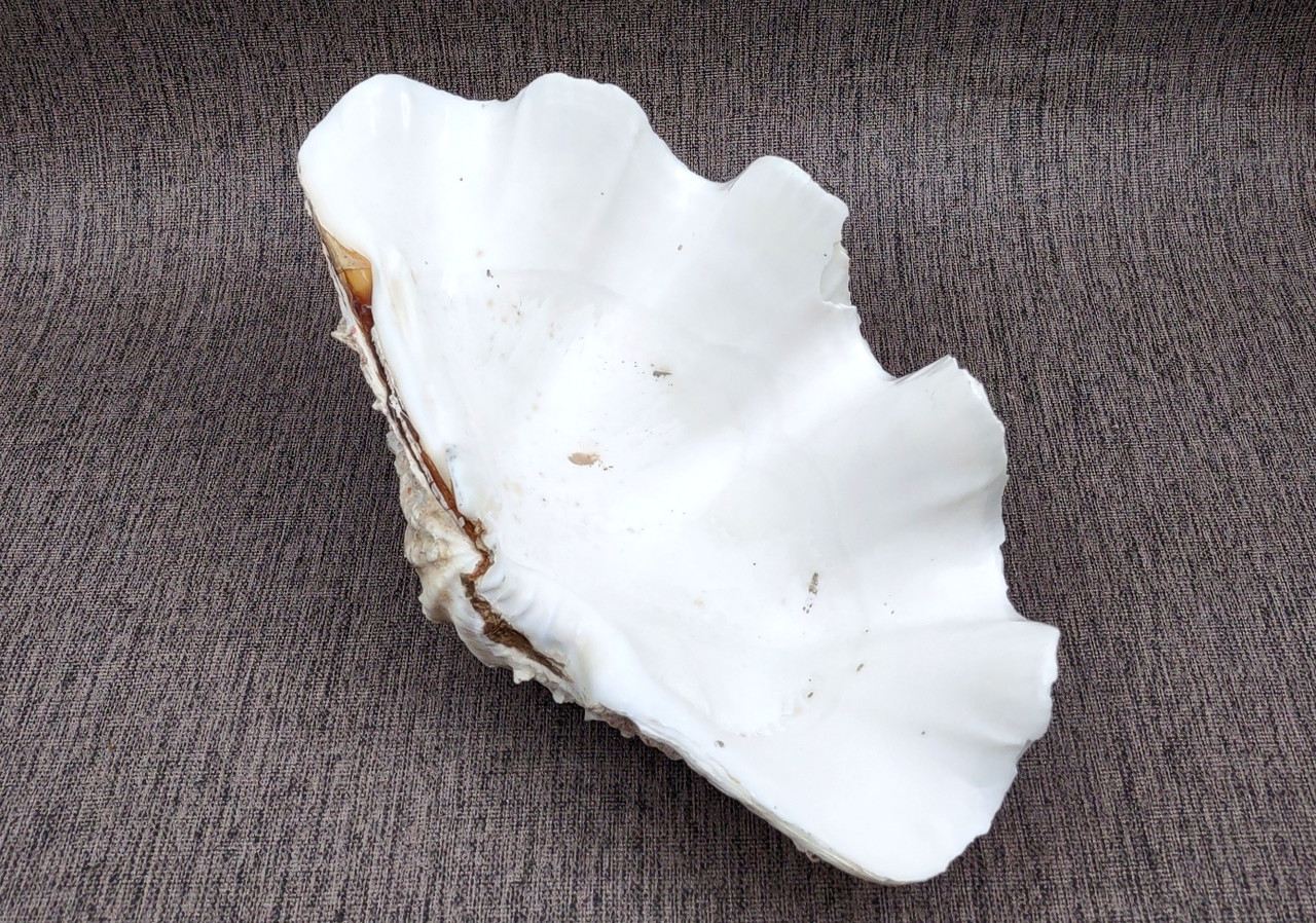 Giant Ruffled Clam Shell Half (1 half shell approx. 11.5L x 4.25H x 6 ...