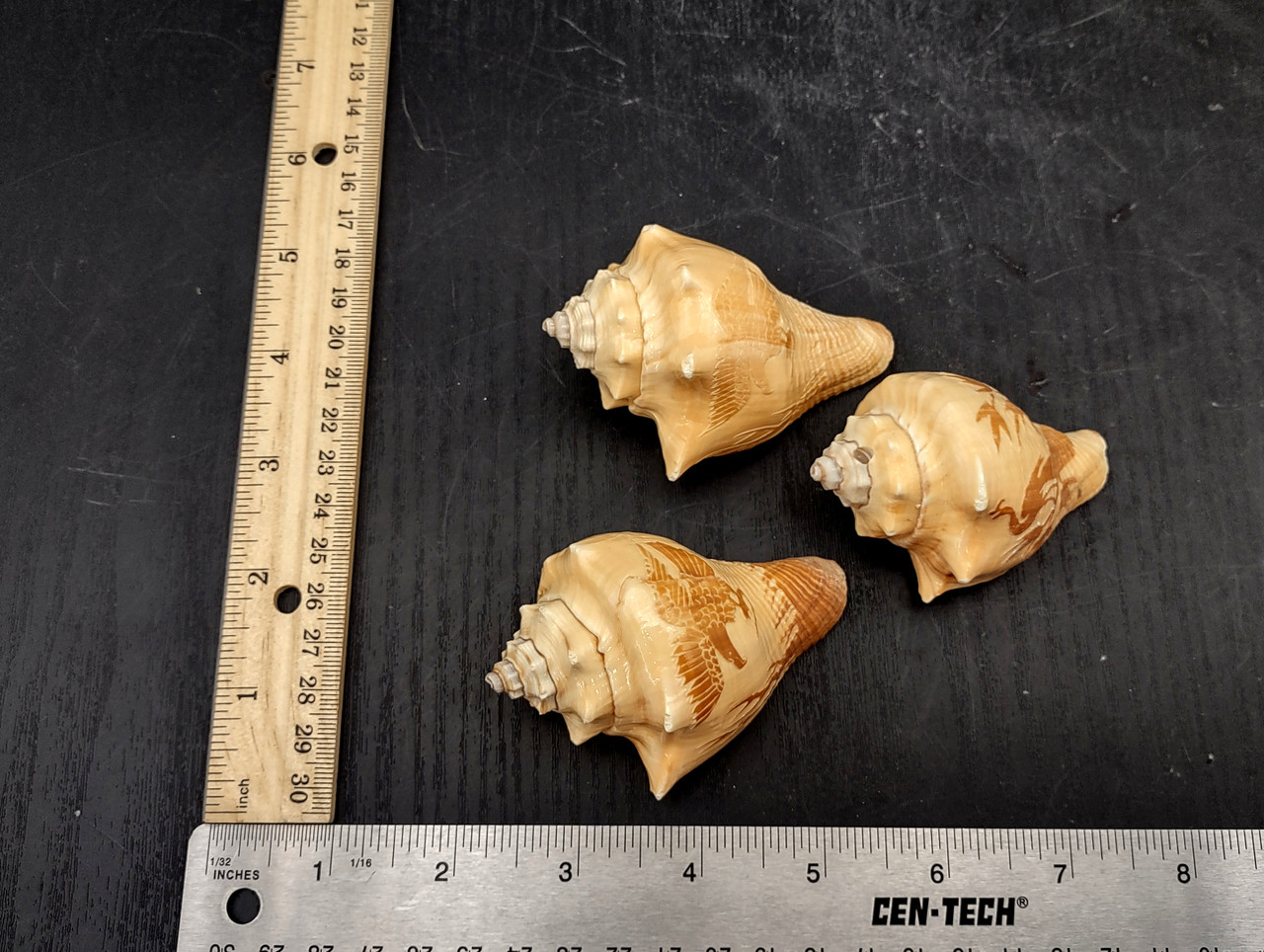 Carved Conch Seashell Decorative Set Of Eagle Love Birds and Peacock ...