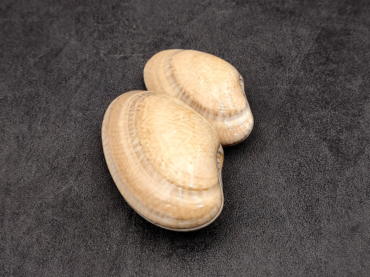 Carpet Clam Seashell Light Tan Polititapes Rhomboides (2 shells approx ...