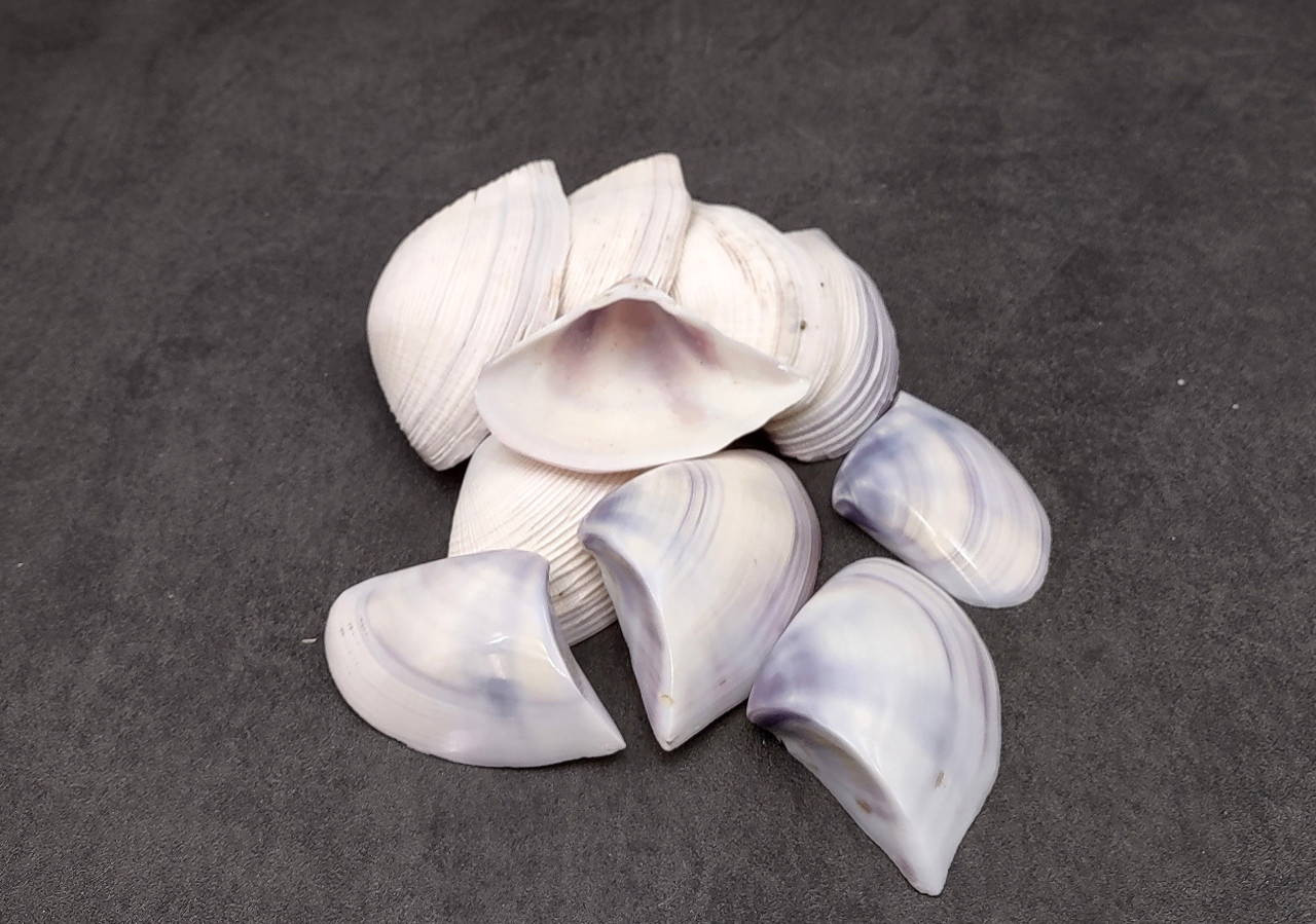 Purple Common Pipi Clam Seashells Donax Deltoides (approx. 10 shells 2 ...