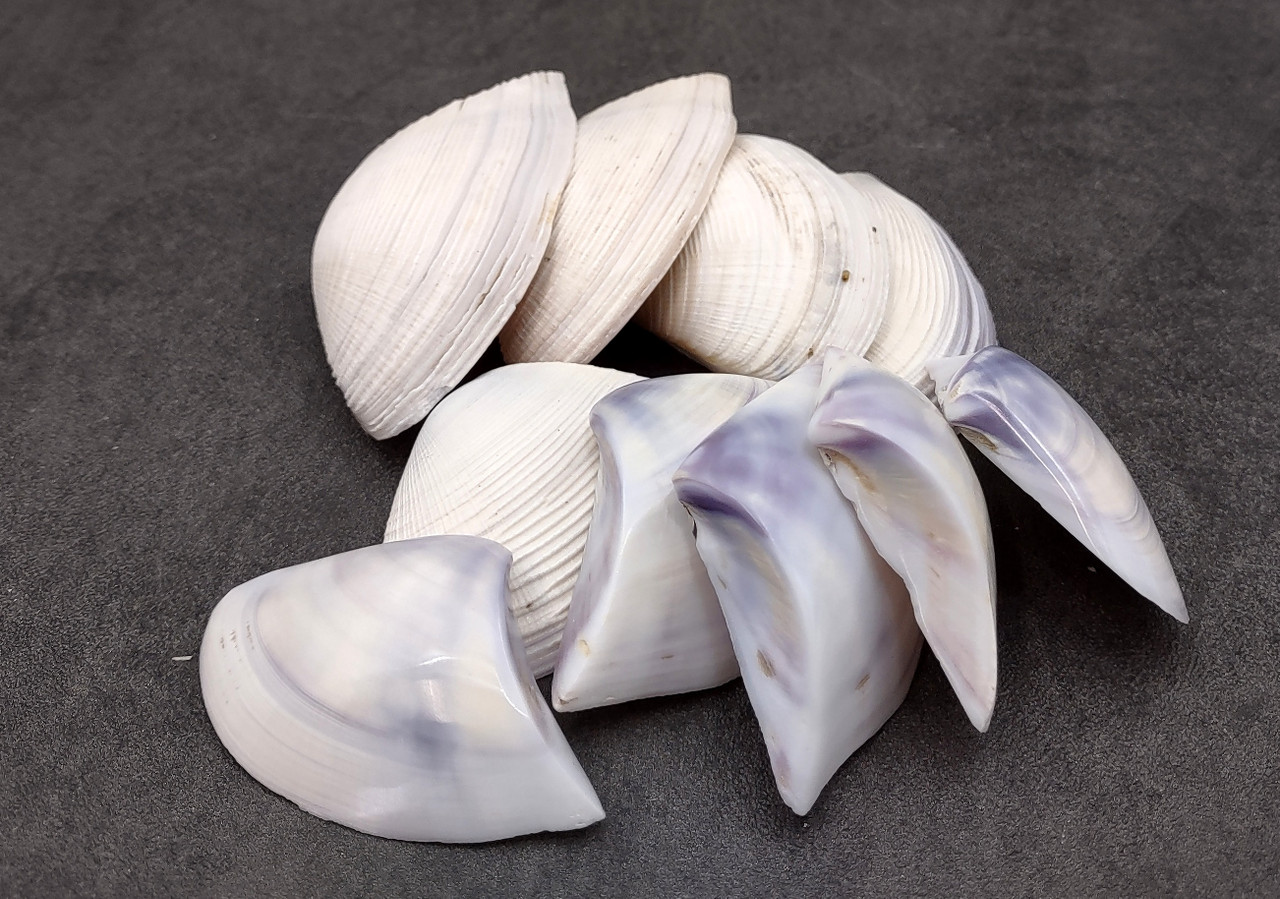 Purple Common Pipi Clam Seashells Donax Deltoides (approx. 10 shells 2 ...